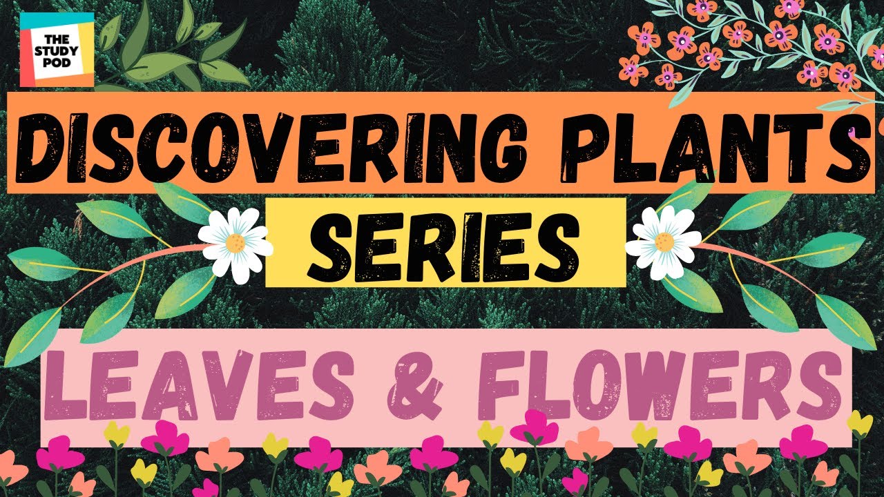 LEAVES & FLOWERS | DISCOVERING PLANTS SERIES | Part 2 | Science | The Study Pod