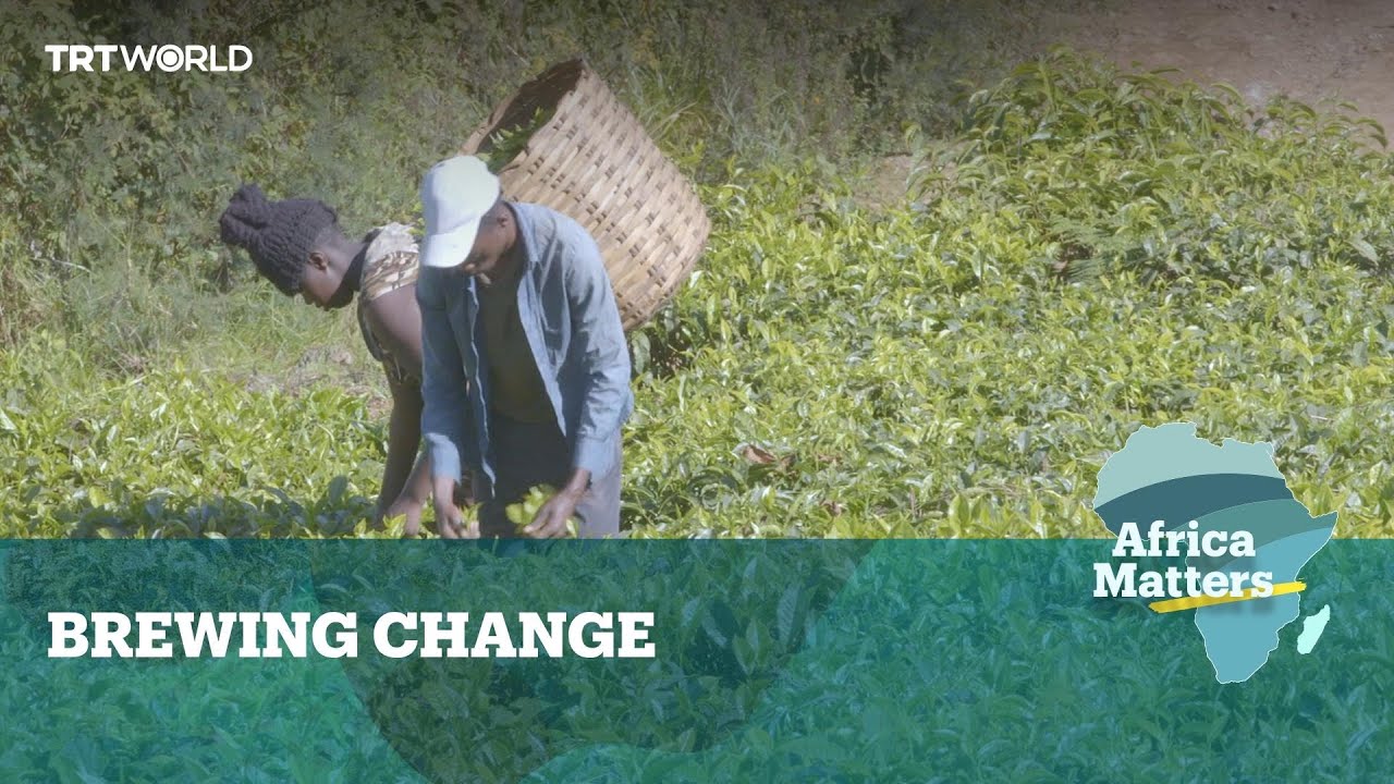 Africa Matters: Kenya's tea producers brewing change