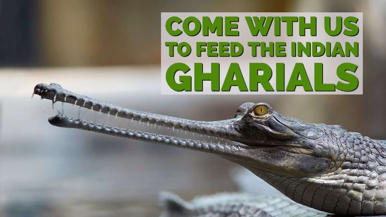 Strange Crocodiles: the Indian Gharials