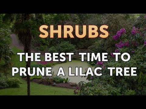 The Best Time to Prune a Lilac Tree