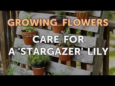 Care for a 'Stargazer' Lily