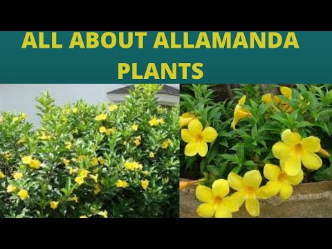 ALL ABOUT ALLAMANDA PLANTS IN INDI/URDU.