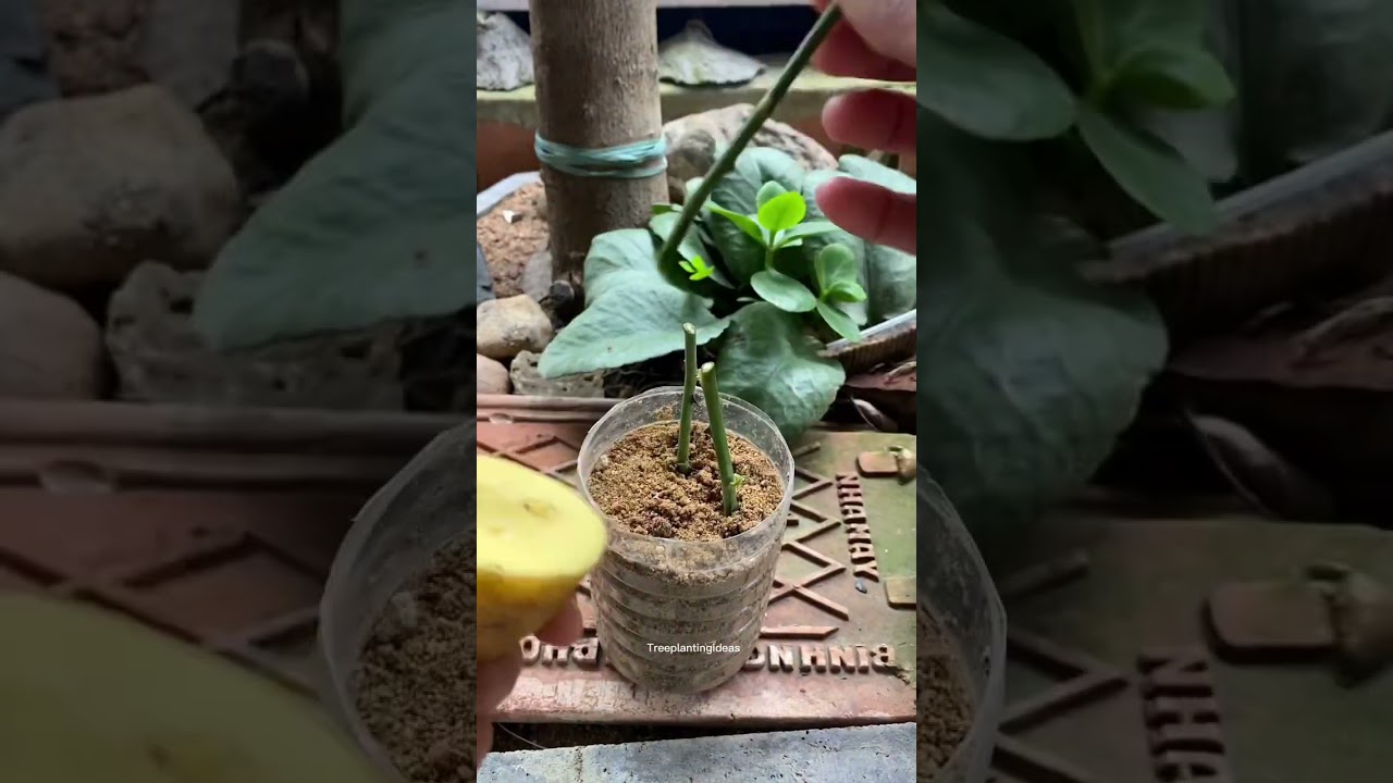 Try rooting roses with potatoes and the end #shorts