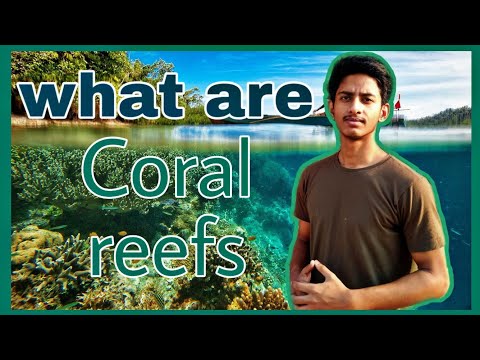 What are coral reefs | in hindi