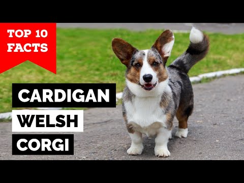Cardigan Welsh Corgi - Top 10 Facts
