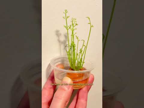 The Deeply Emotional Story Of Why It Took Me 2 Years To Grow A Carrot ????