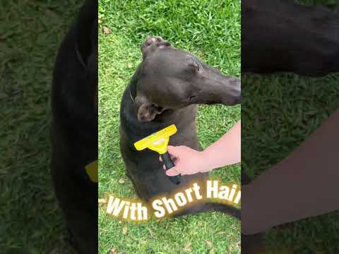 The Furminator De-Shedding Tool: A Must-Have Grooming Tool for Large Dogs!