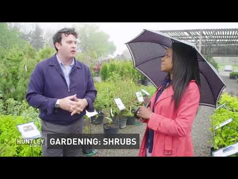 RBG Week SHRUBS / MAGGIE with BEN CULLEN