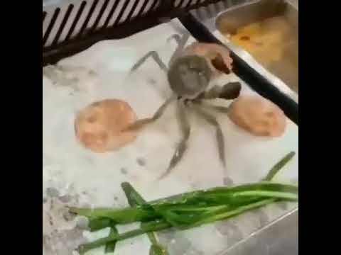 mr krabs falls into deep fryer money money money meme