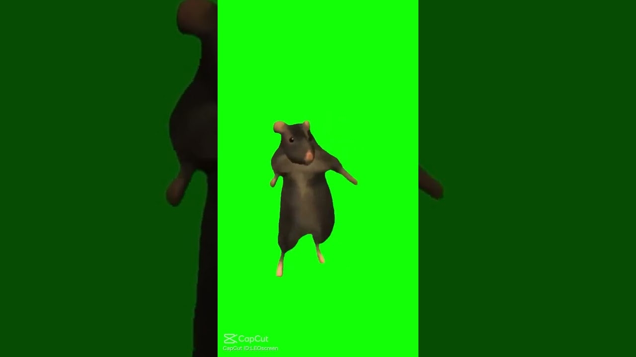 20 second Dancing Rat