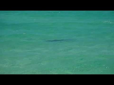 Sharks on NSW Far South Coast