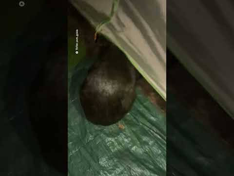 Wombat breaks into tent for a cheeky midnight snack