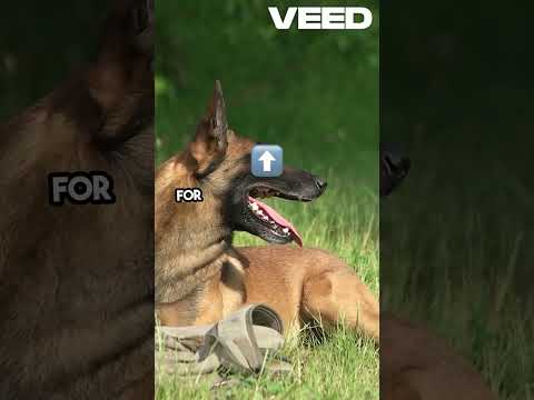 Unveiling Dogs' Hidden 'Second Nose'! VEED