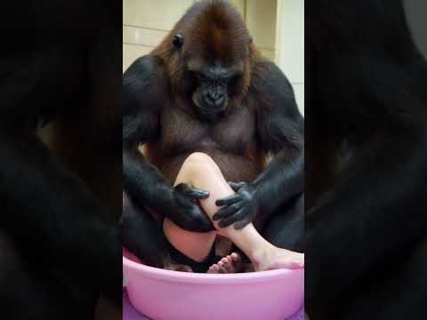 ๏ผ๏ผ๏ผ #funny #beauty #pets #gorilla #cute #monkey #chimpanzee #christmas