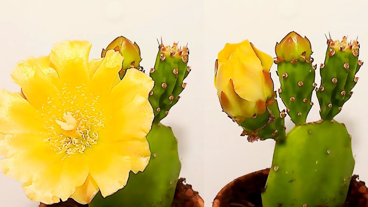 Flores Del Nopal || Cámara Rápida