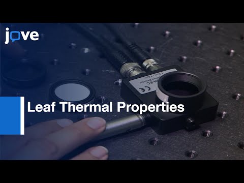 Leaf Thermal Properties Determination by Non Invasive Probing | Protocol Preview