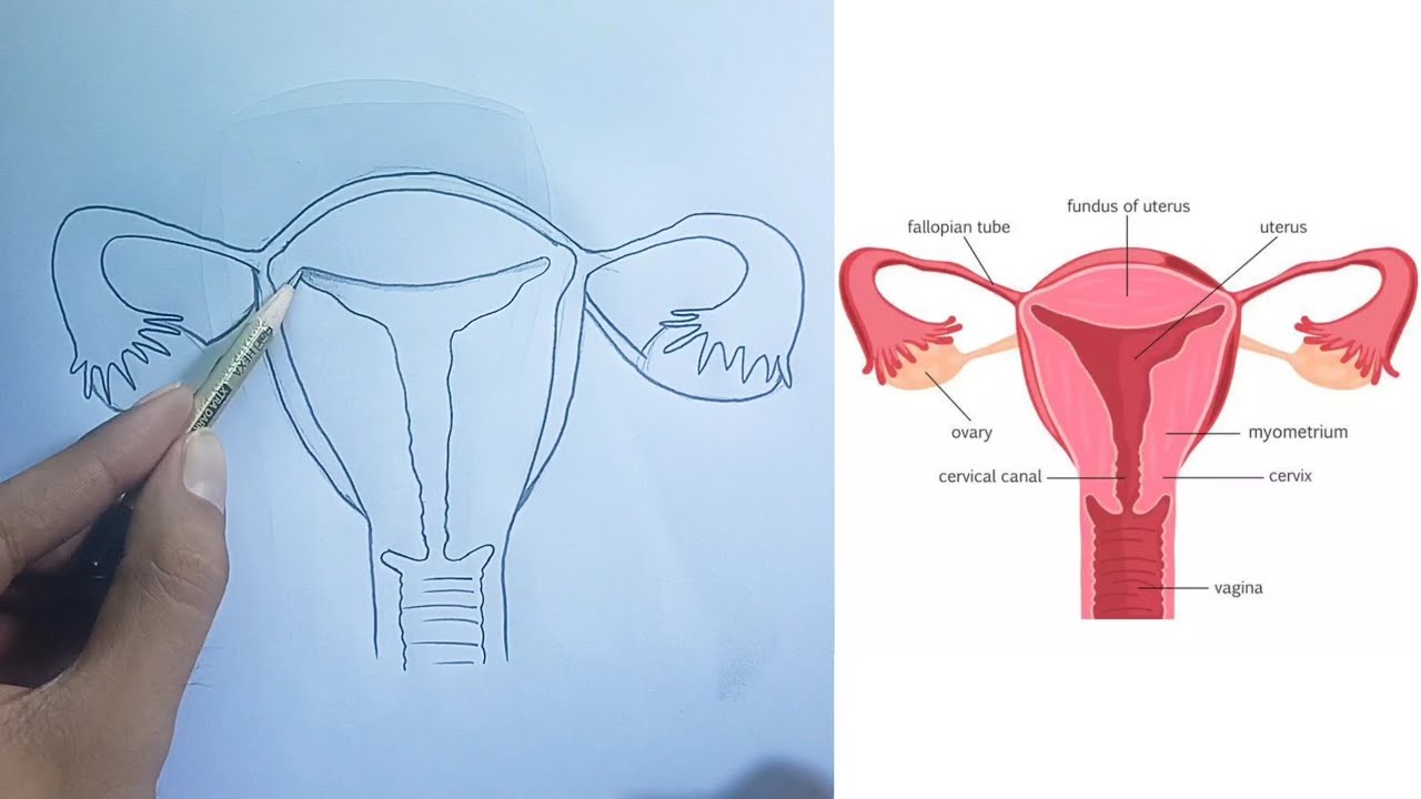 female reproductive system · how to draw female reproductive system diagram (Explained)