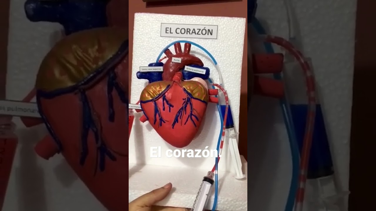 Maqueta EL CORAZÓN PARA EXPONER #destacame#primaria#maestrosdeeducaciónbásica #elcorazon