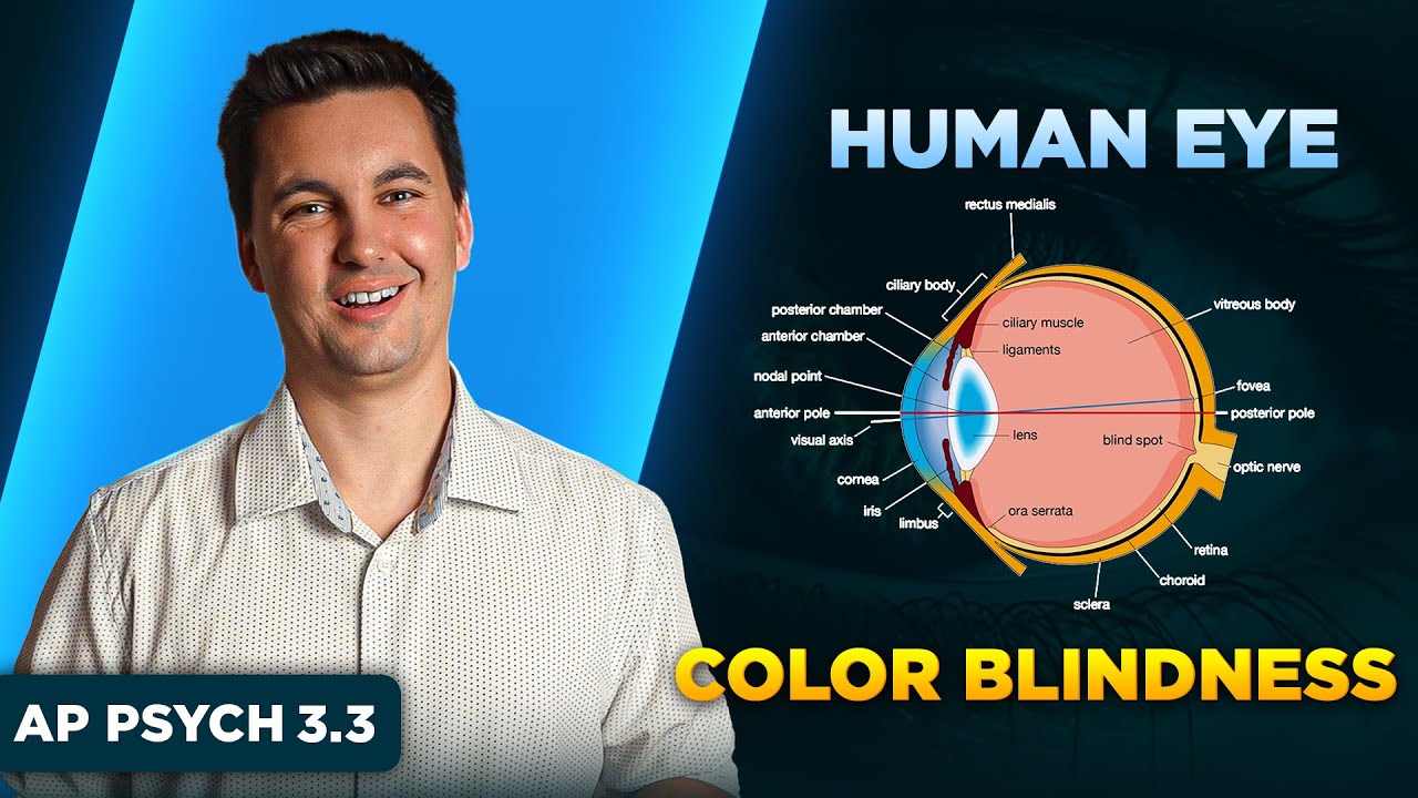 Understanding the Human Eye and Color Blindness: A Comprehensive Guide ...