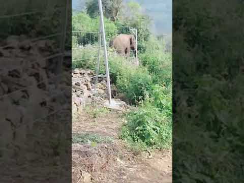 Elephant Control Fencing Installation Service - Elephant Control ...