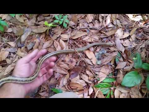 Yellow Rat Snake and a huge black racer