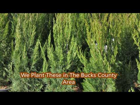 How to Plant Spartan Junipers Spacing By Highland Hill Farm We plant near Warrington