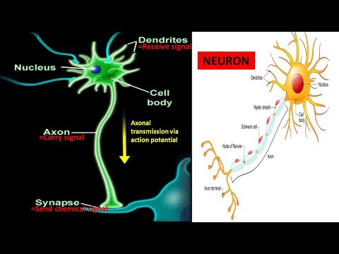The Action Potential (firing) of a Neuron (brain cell) described by Psychology Prof Bruce Hinrichs