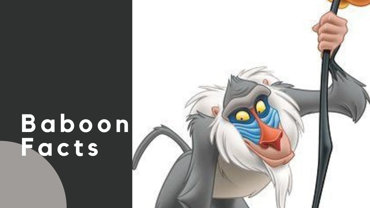 Baboon Facts | Mammals Fact