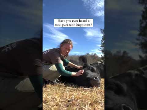 Did you know cows purr from happiness?