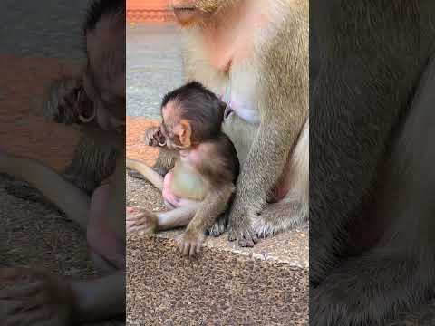 Funny activities of wild monkeys +7