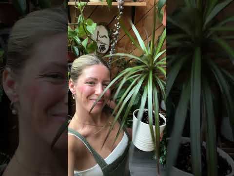 🪴 My Favourite Plants - Dracaena Marginata 🪴