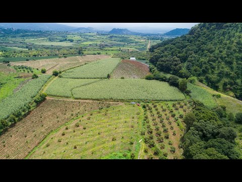 Bringing landraces back home, 50 years later