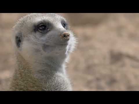 10 Amazing Facts About Meerkats You Need to Know! 🌟#Animalfacts #Meerkat #meerkats
