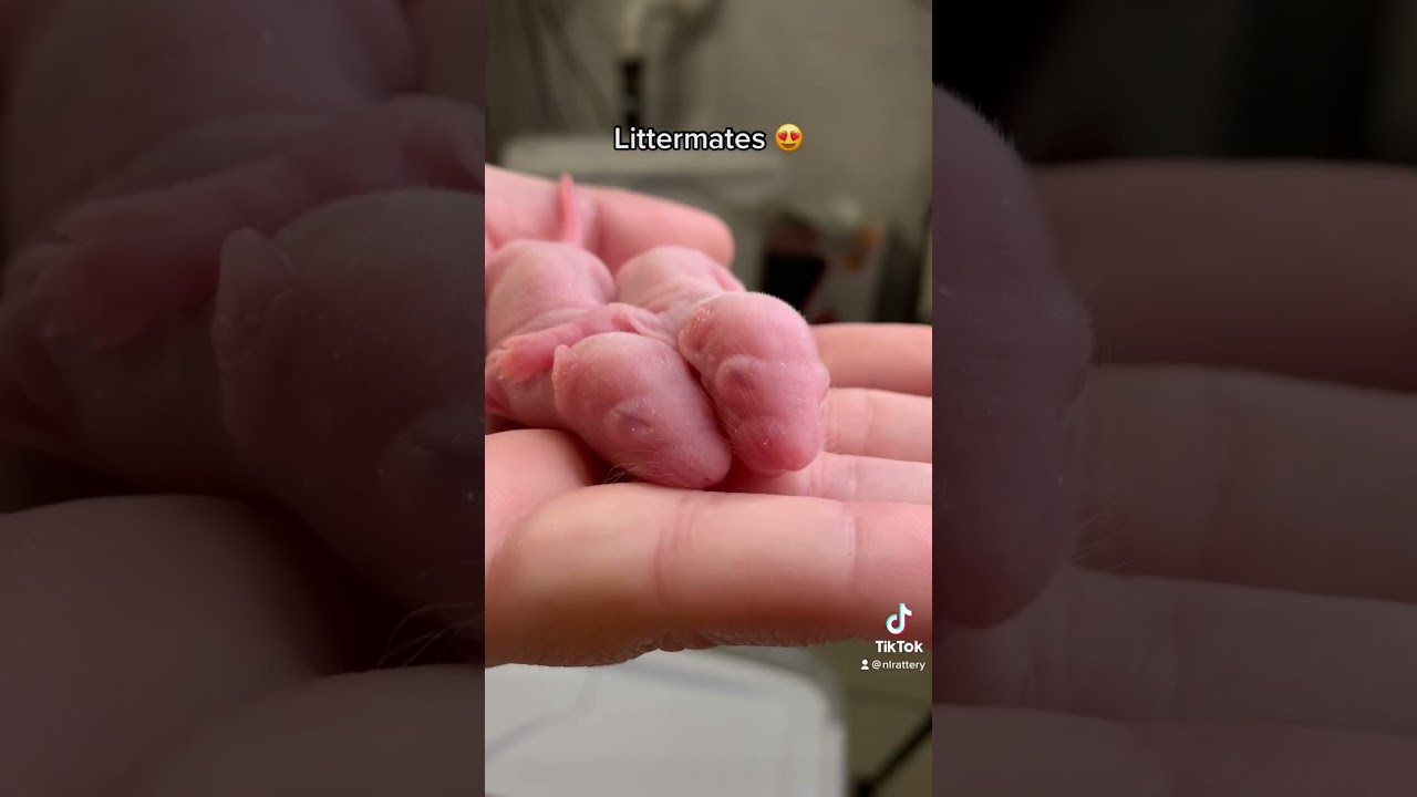 Newborn rats cuddling 😍😍 #fancyrats #cuteanimals #babyanimals #pets #adorable #cute #animals #rats