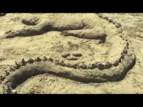 NZ Sand Dragon–Never before caught on film! | Robinne Weiss