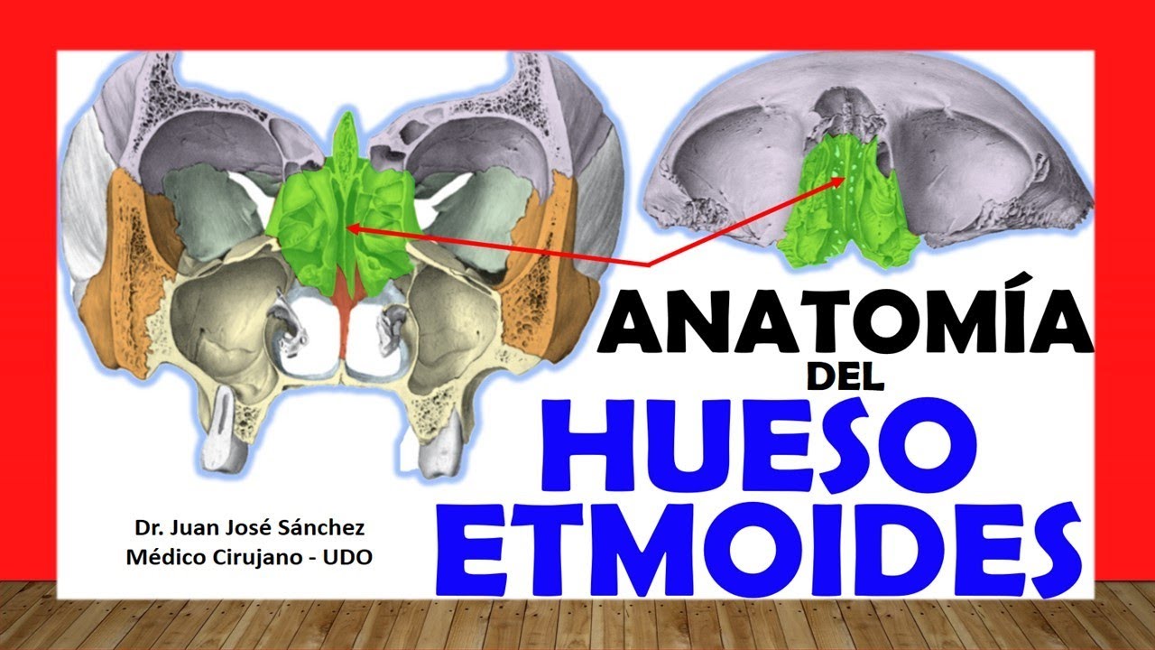 🥇 ETHMOID BONE, Anatomy. Easy, Fast and Simple