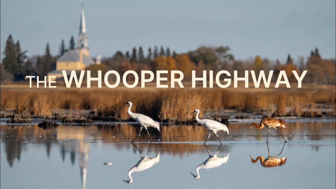 The Whooper Highway