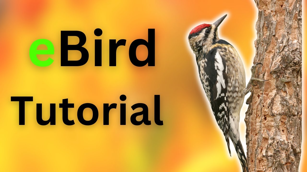 Unlock the Full Potential of eBird (Complete Beginner Tutorial)