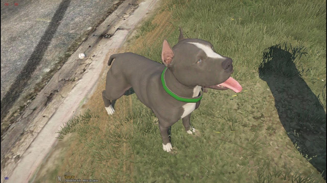 Pit bull (Replace Chop) 1.1 - GTA 5