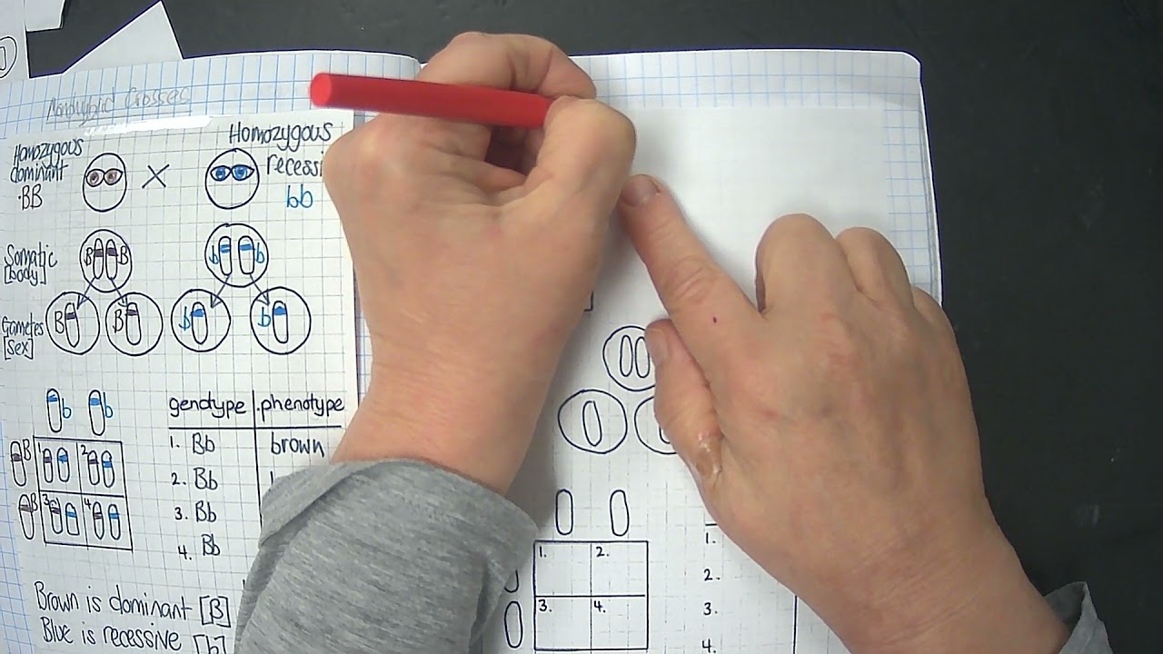Monohybrid Crosses - Part 2 (Practice)