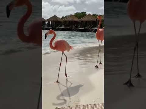 Pink flamingos on the beach visited us! 🦩@tropicalshorts