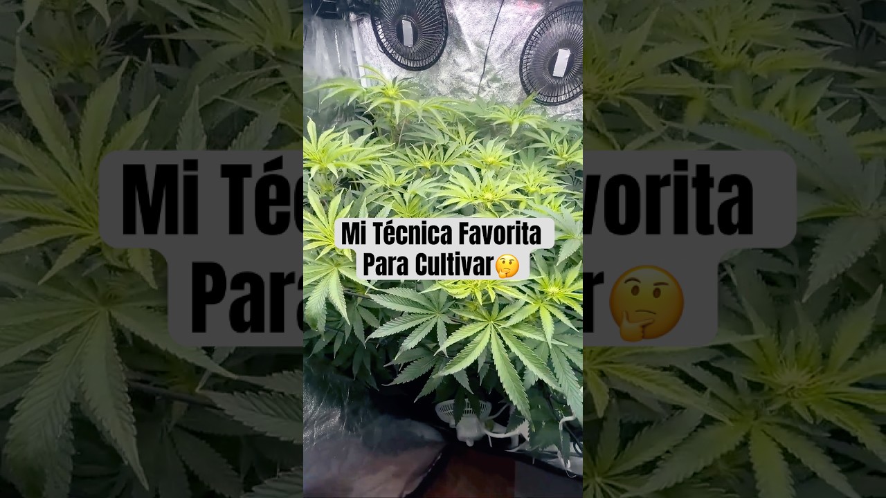 Por qué uso LST?