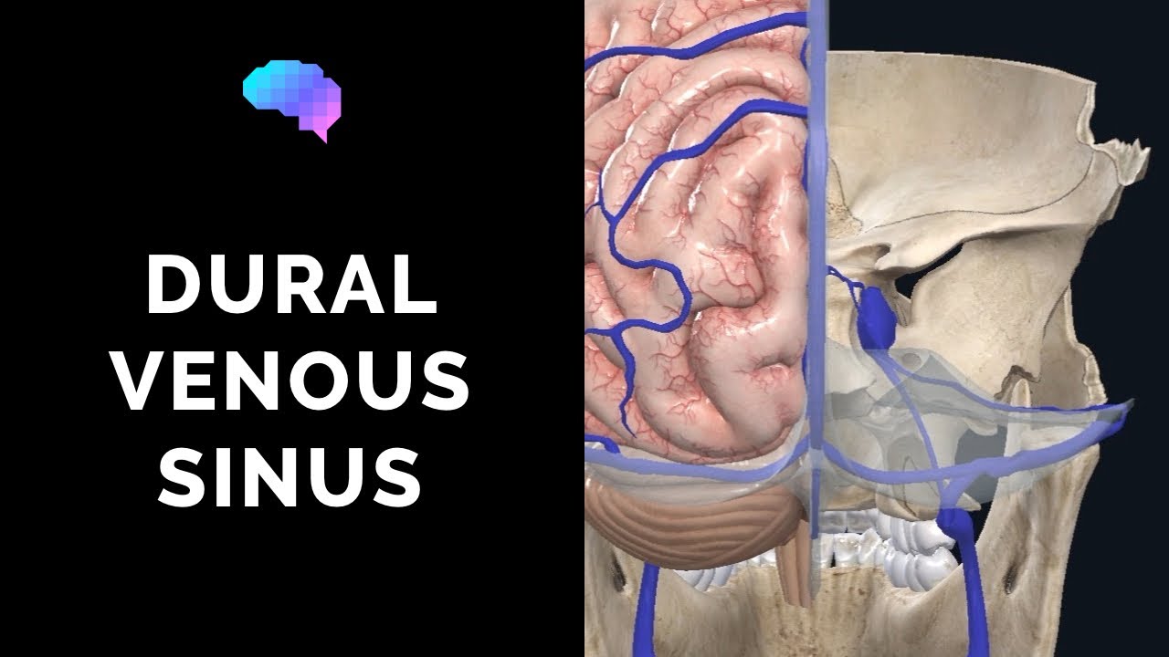 Dural Venous Sinuses (3D Anatomy Tutorial) | UKMLA | CPSA | PLAB 2
