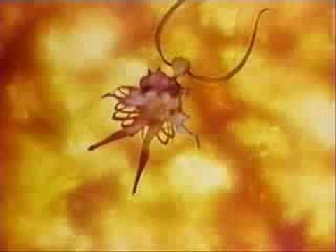 Sailor Moon - Say the word