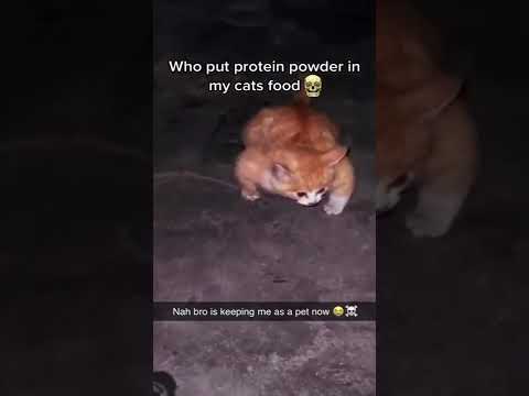 Who put protein powder in my cats food 💀