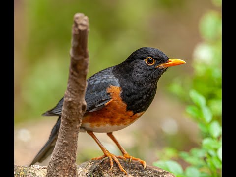 Thrush bird facts