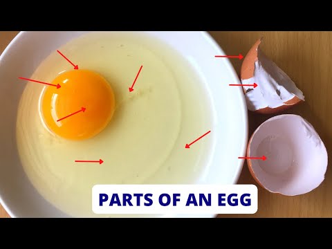 PARTS OF AN EGG | Parts of an Egg and their Functions | Science Lesson
