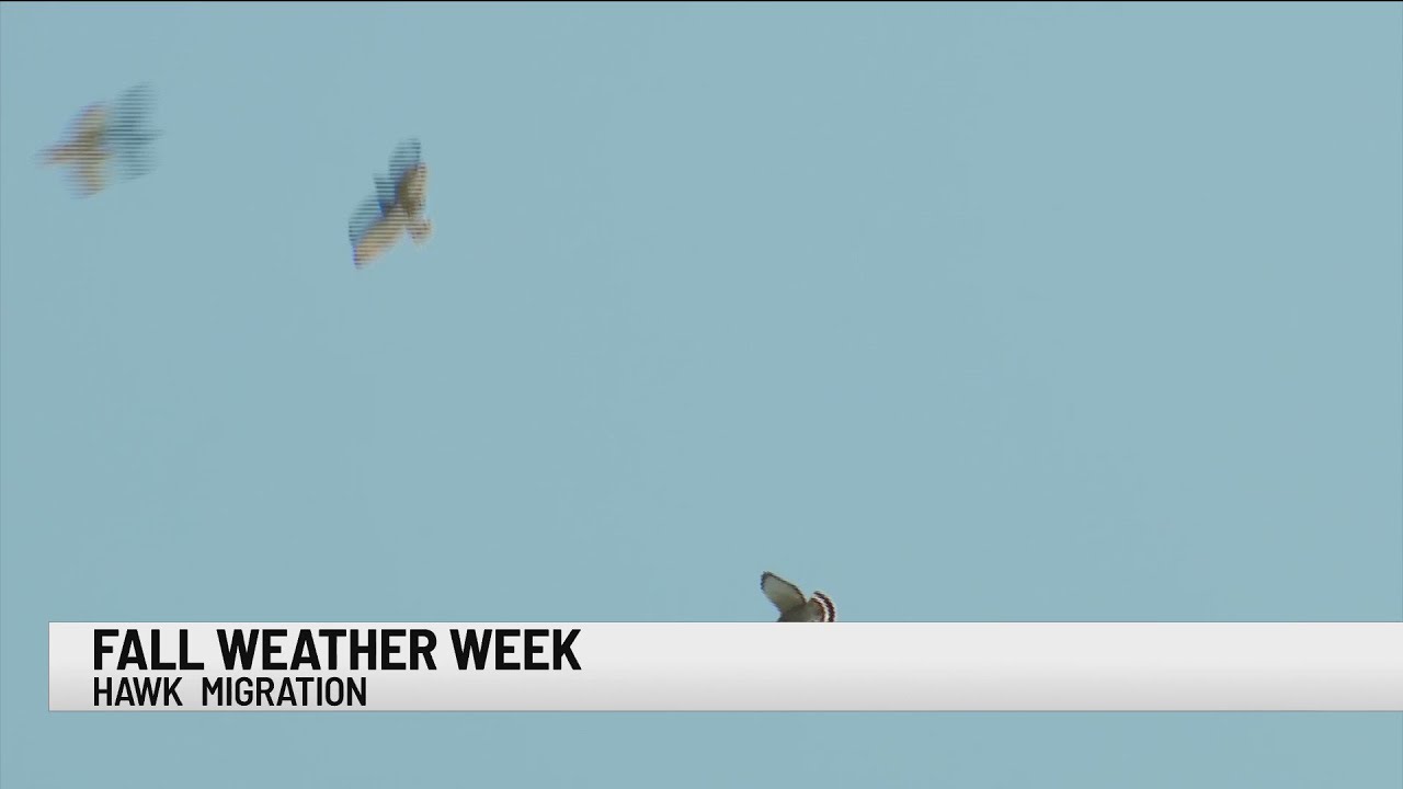 Fall Weather Week: Hawk Migration