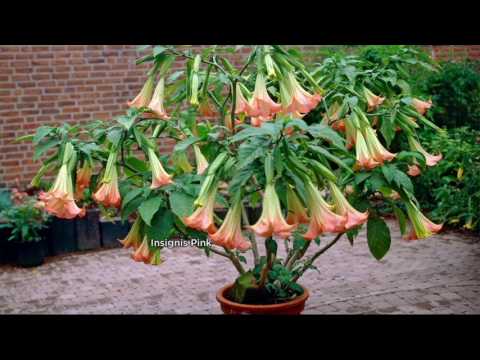Roberta's 2-pc. Large Bloom Angel Trumpet Patio Tree on QVC