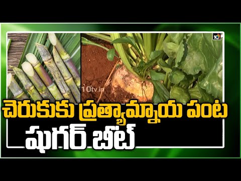చెరుకుకు ప్రత్యామ్నాయ పంట షుగర్ బీట్ | Sugar Beet Better Alternative To Sugarcane Farmers| 10TV News